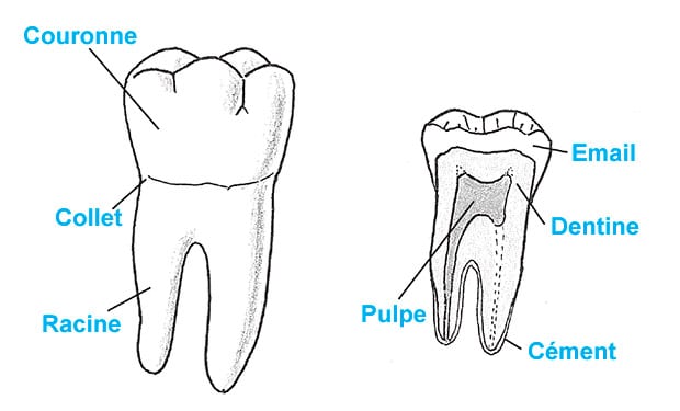 Mieux connaître et identifier les dents chez l’adulte et l’enfant
