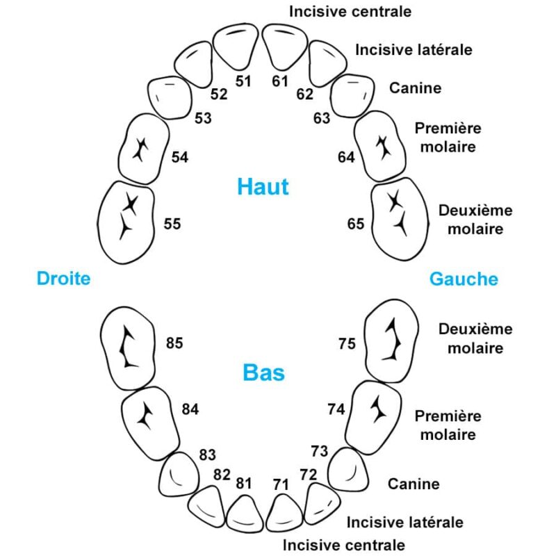 Mieux connaître et identifier les dents chez l’adulte et l’enfant